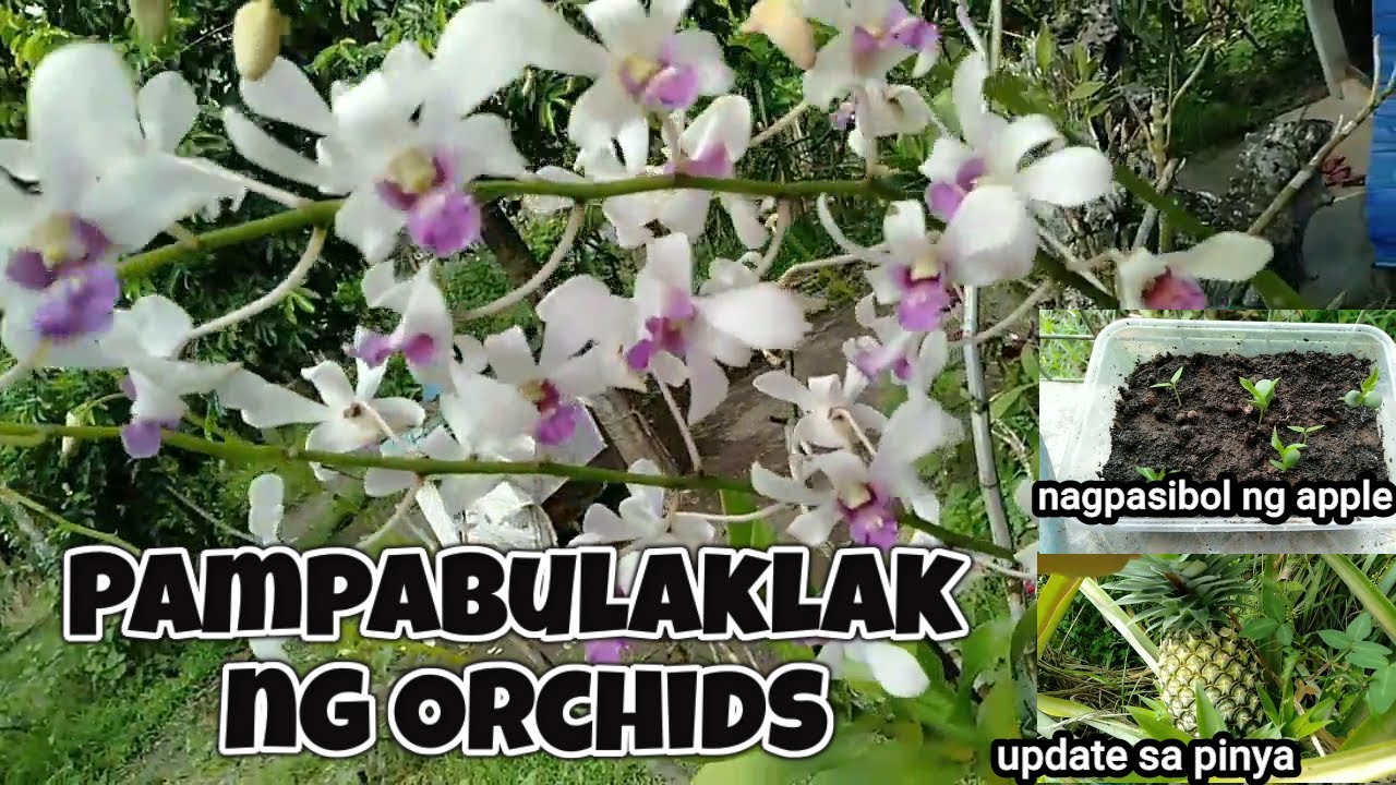 PAANO MAPADAMI ANG BULAKLAK NG INYO ORCHIDS? GAWIN MO ITO!!! - YouTube