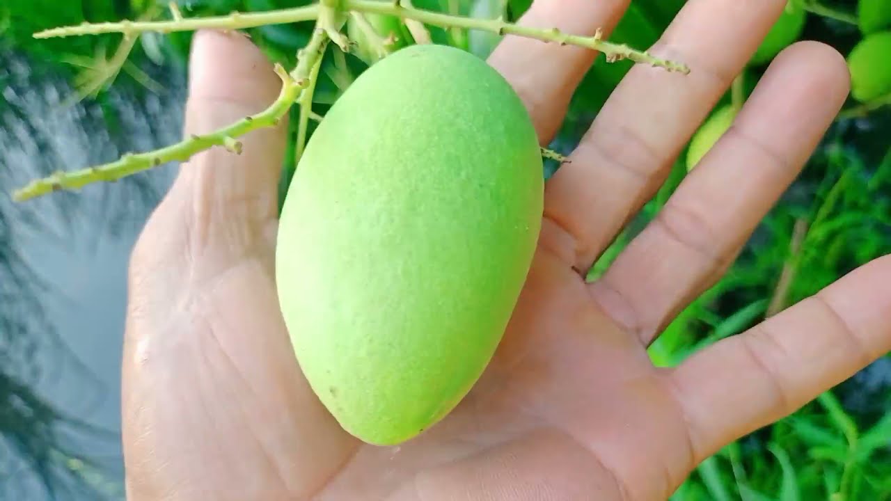 Mango spray Bago bagging - YouTube