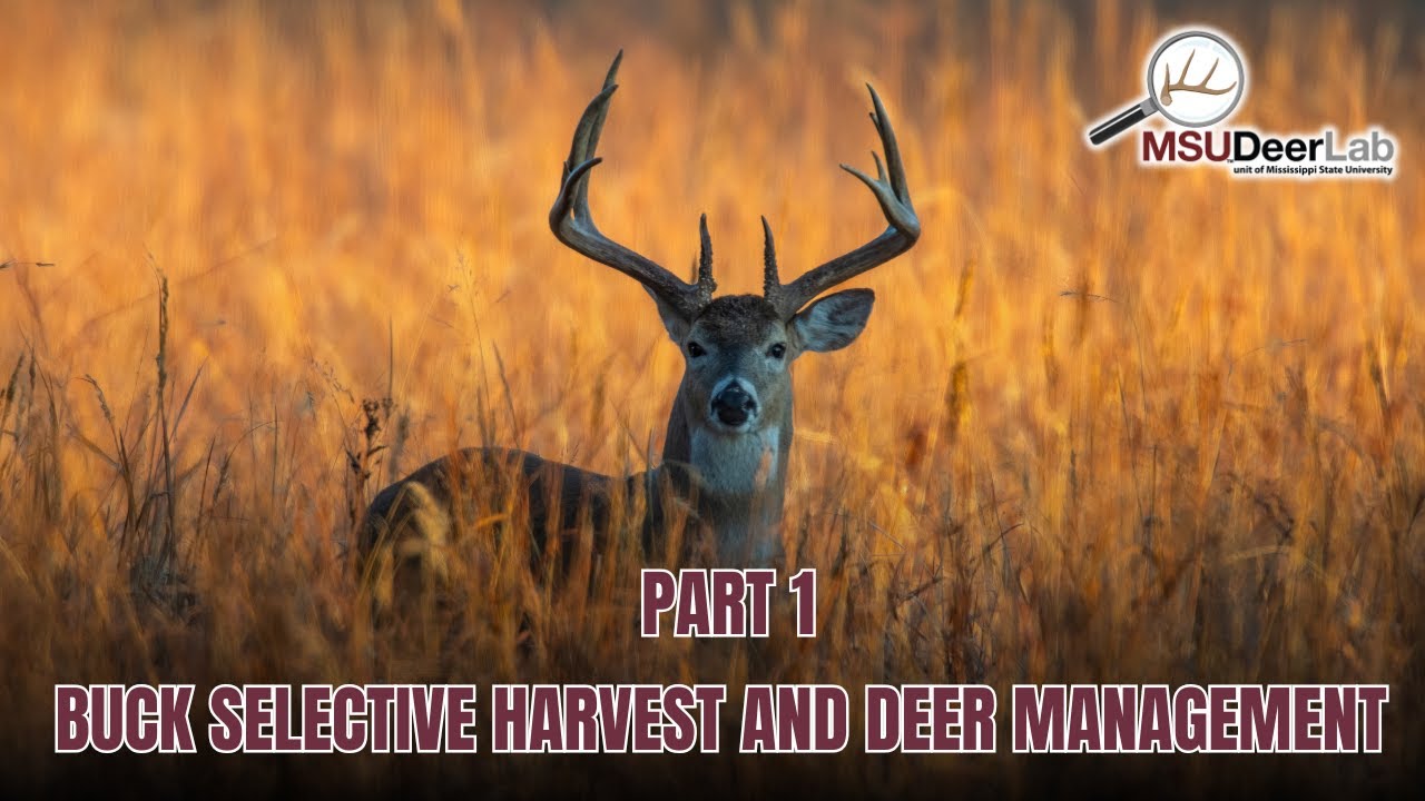 Buck Harvest Strategies Part 1 - YouTube