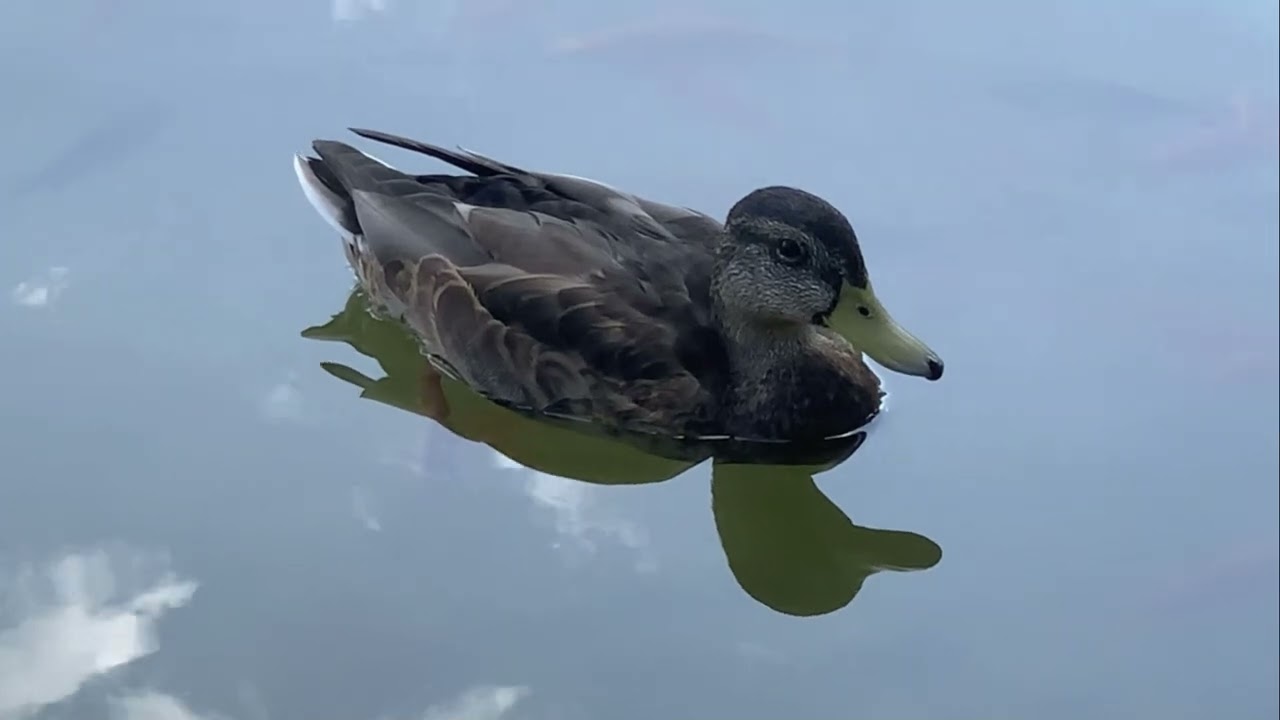 HERMOSO PATO FULL HD 😍 - YouTube