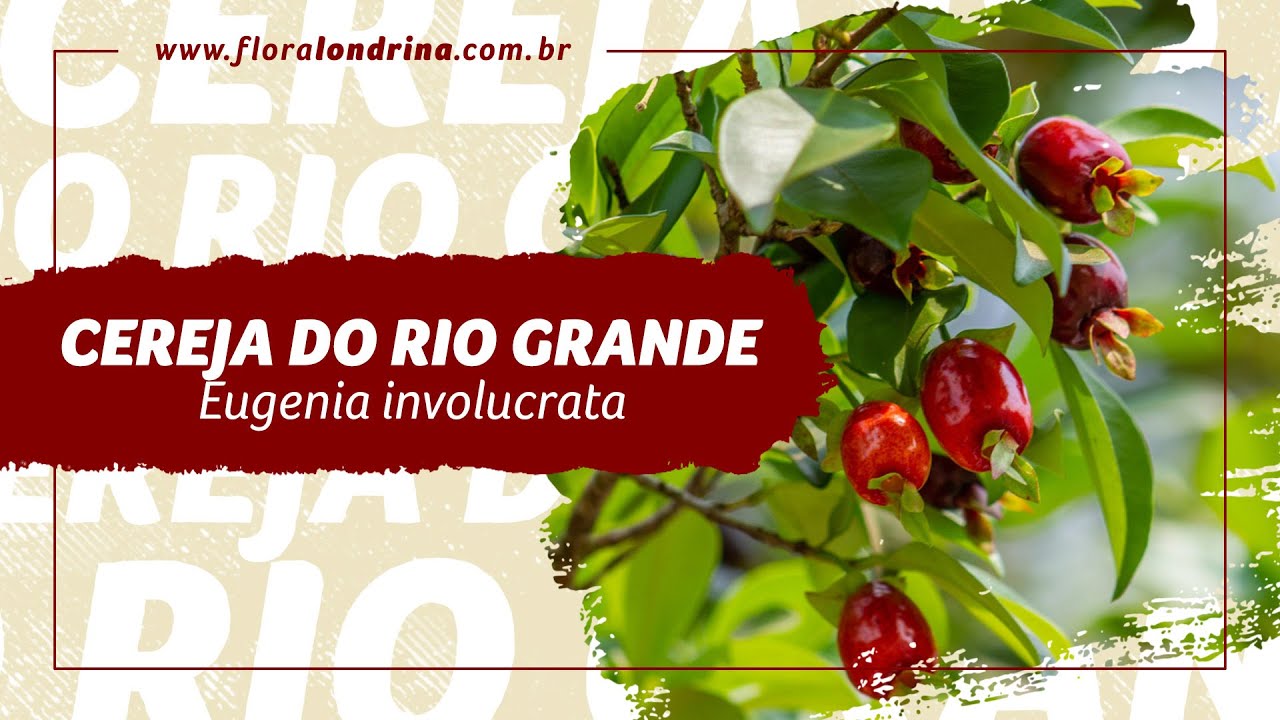 Conheça a Cereja do Rio Grande ou Cereja Brasileira (Eugenia ...