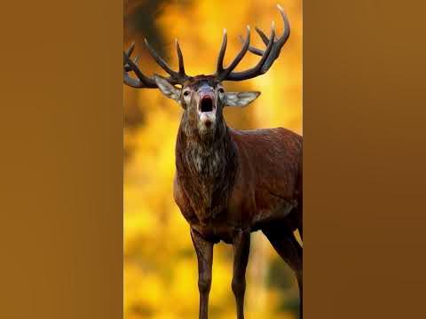 Охота на Благородного оленя в Беларуси #трофейнаяохота - YouTube