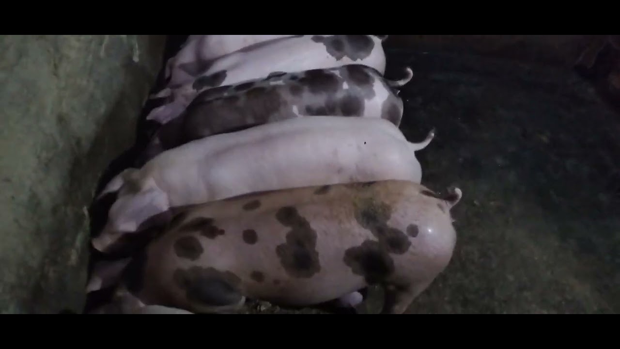 imix sapal ng soya,darak ng palay at any hog mash.3 months old. para ...