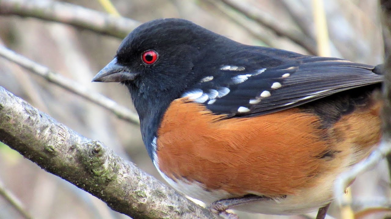 Spotted Towhee Bird Call / Beautiful Bird Sounds - YouTube