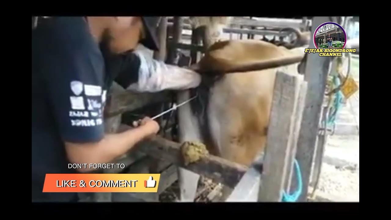 Begini caranya inseminasi Buatan Sapi Betina - YouTube