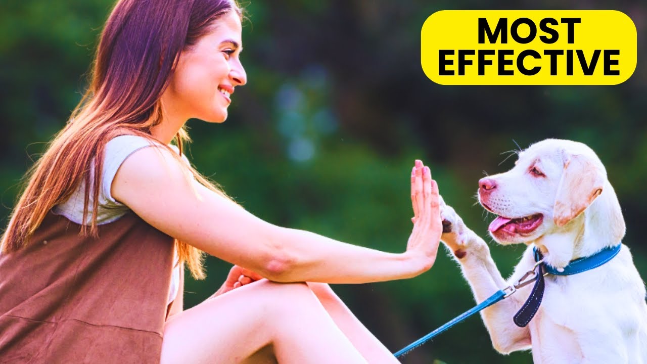 What Actually Is Positive Reinforcement Dog Training? - YouTube