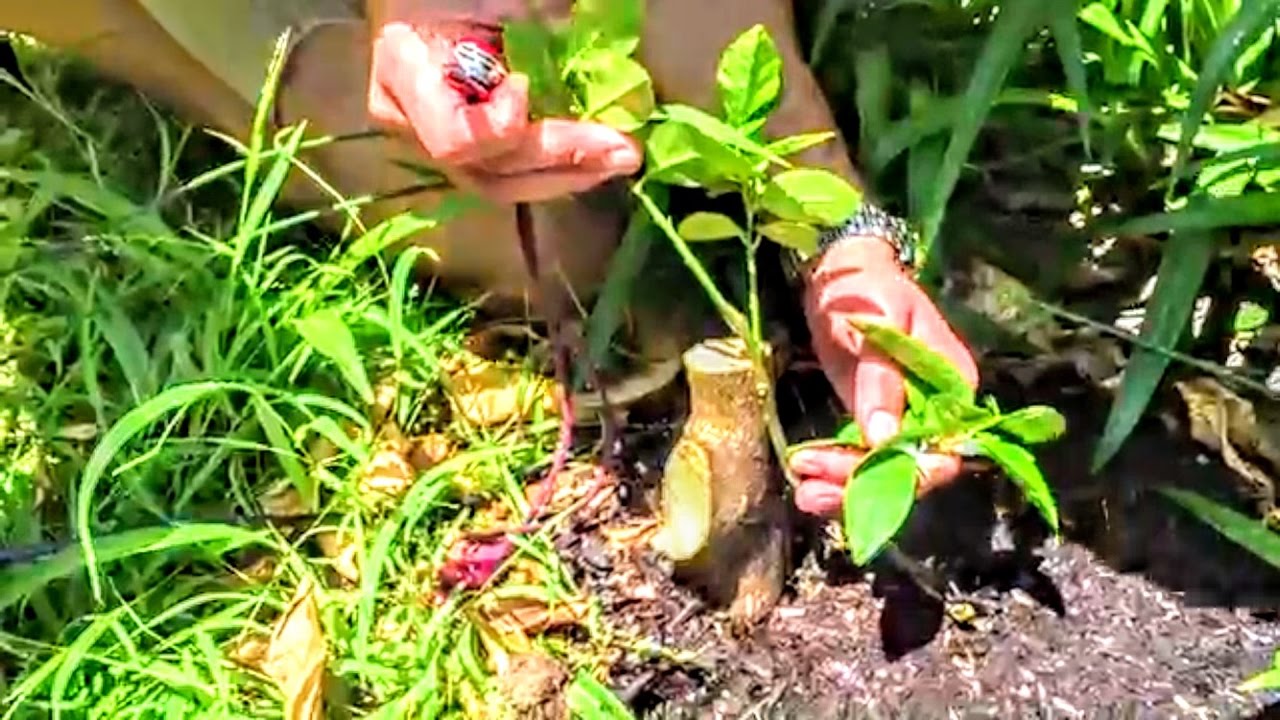 CITRUS PIGGY-BACK GRAFTING [Follow-Up] -- 2 Rootstocks For 1 Tree ...