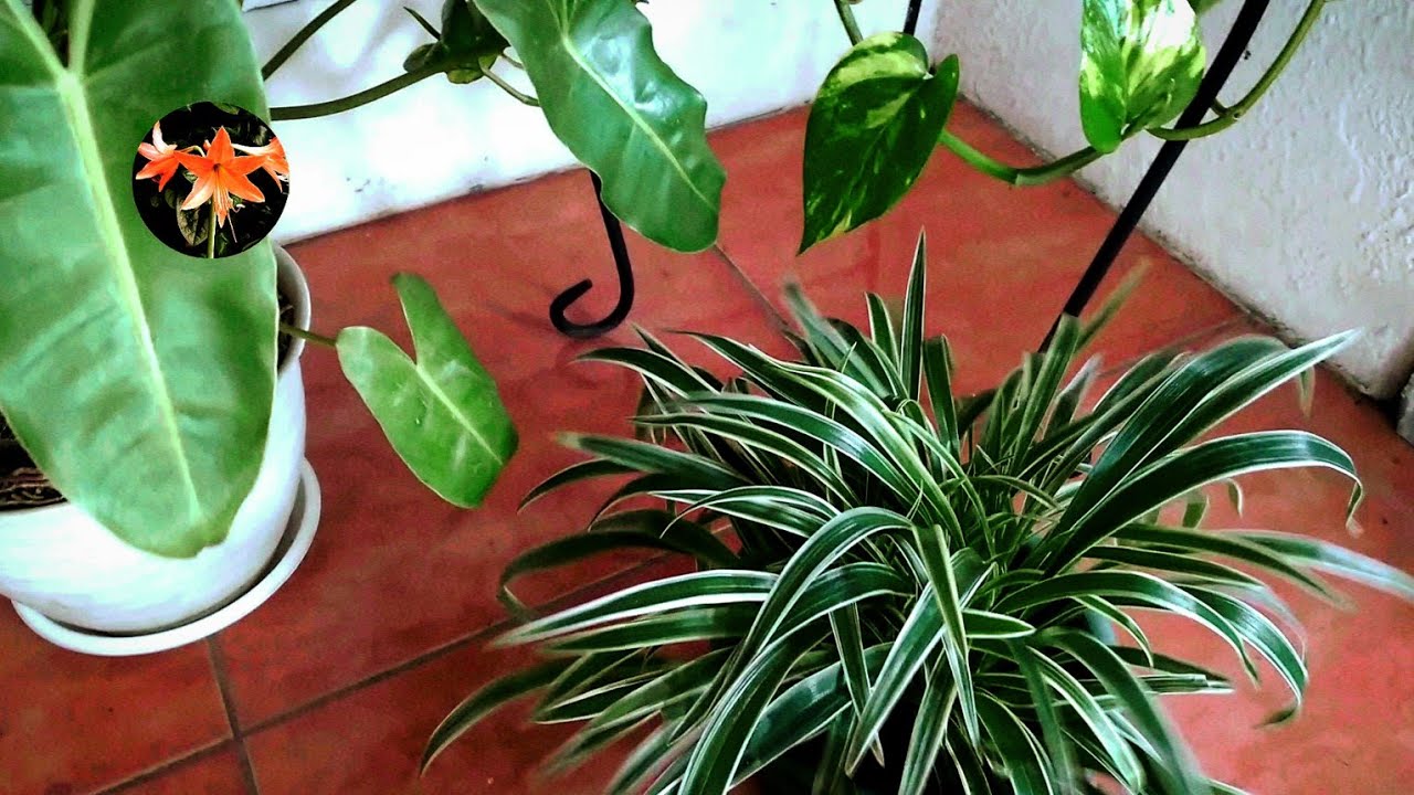 Ide dekorasi pojok ruangan dengan tanaman segar.🏕 - YouTube