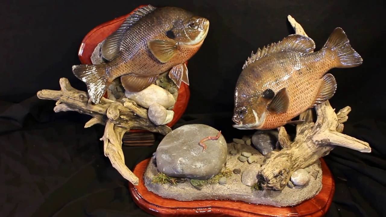 Bluegill replica mounts by Marine Creations Taxidermy - YouTube