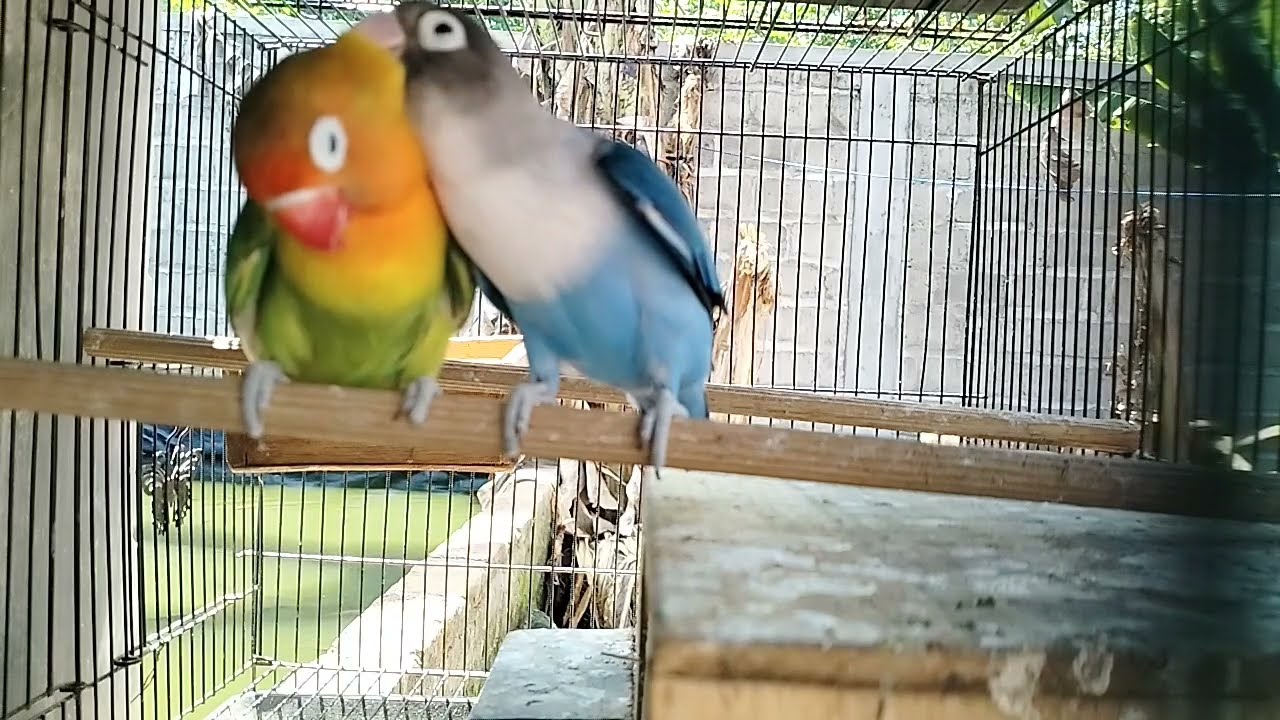 Lovebird Chirping Sounds - Blue Opaline & Personata - YouTube