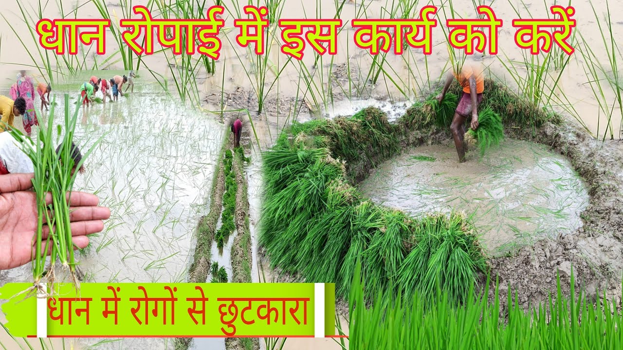 सरल तरीका धान नर्सरी का जड़ उपचार से धान के रोग कंट्रोल Paddy nursery ...