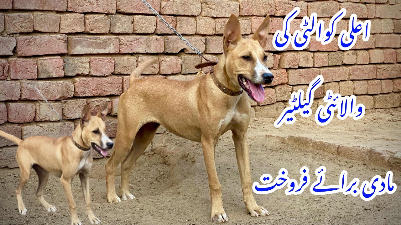 Walaiti Gultair female puppy aggressive Gultair female puppy for sale ...