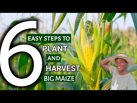6 easy steps to PLANT and HARVEST BIG MAIZE in four months - YouTube