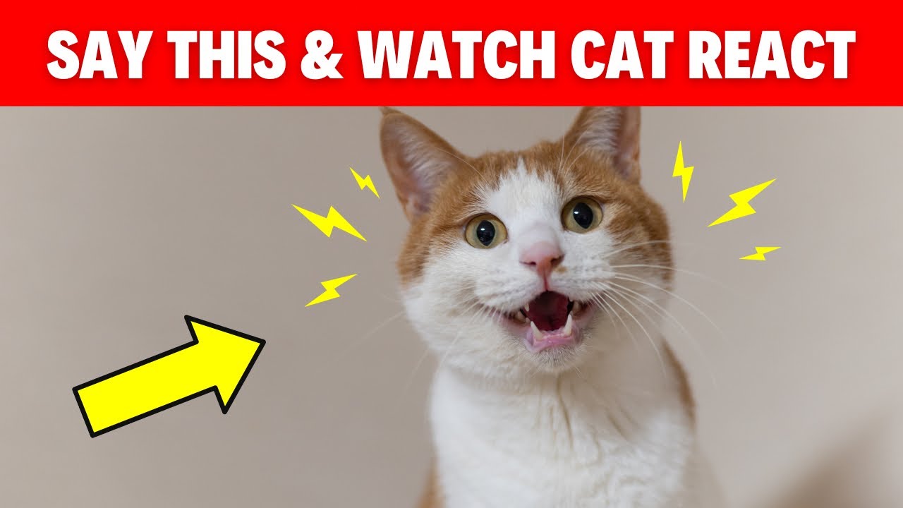 5 Words You Say That Your Cat ACTUALLY Understands (Watch How They ...