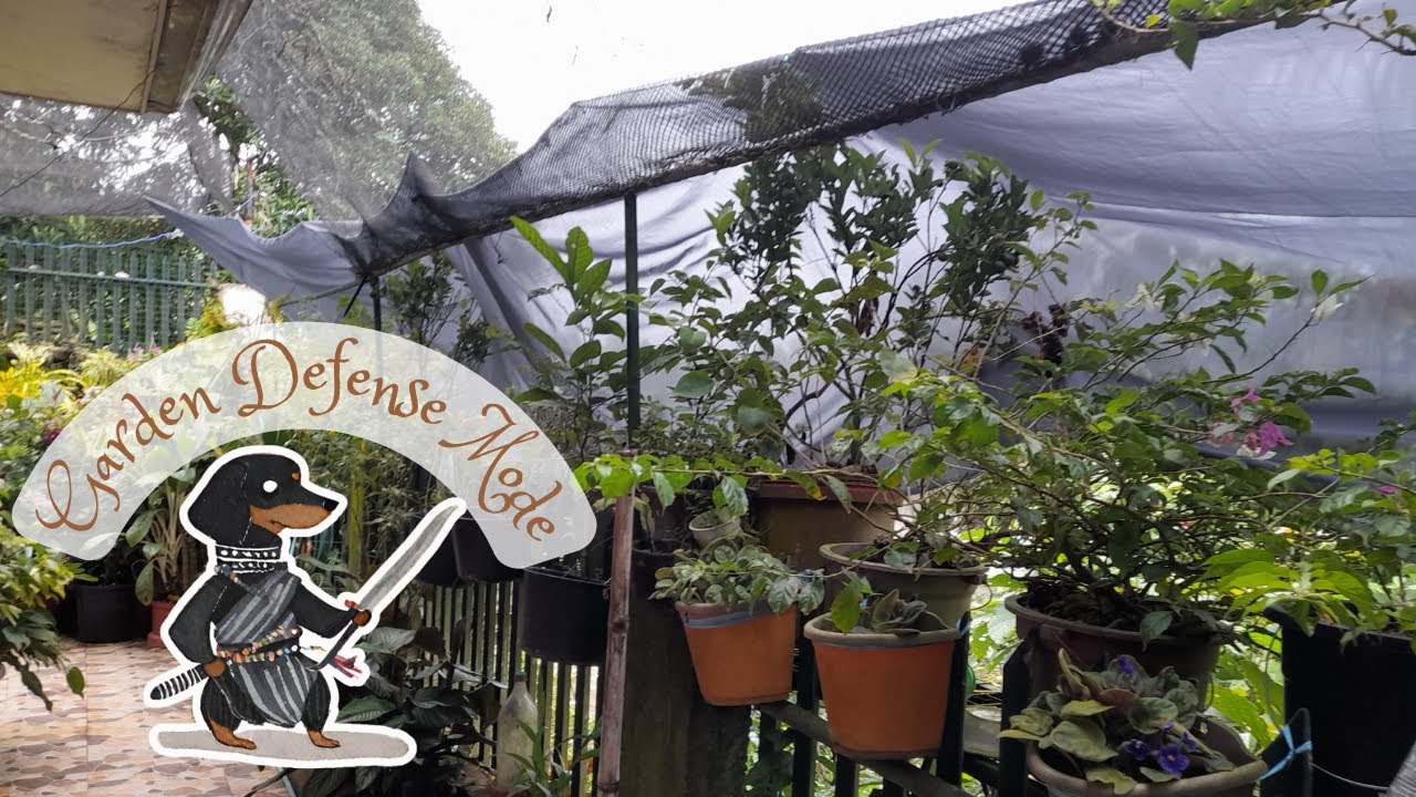 Taal Volcano VOG Alert: Safeguarding My Garden with my Dachshunds ...