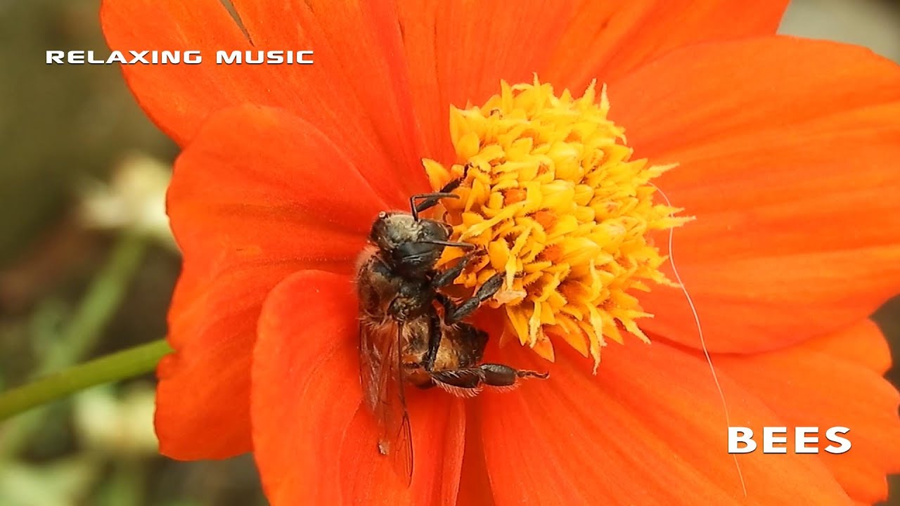 Bees With Relaxing Music - YouTube