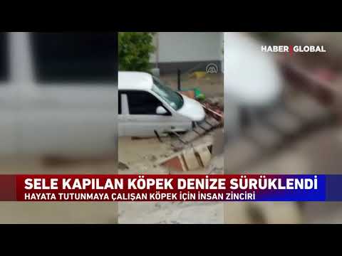 Helal Olsun Size! Hayata Tutunmaya Çalışan Köpek İçin İnsan Zinciri Kurdular!