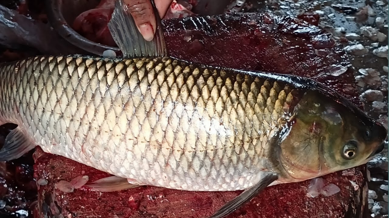 Expert Cutting Carp Fish Cutting Skills Fish Market in Bangladesh - YouTube