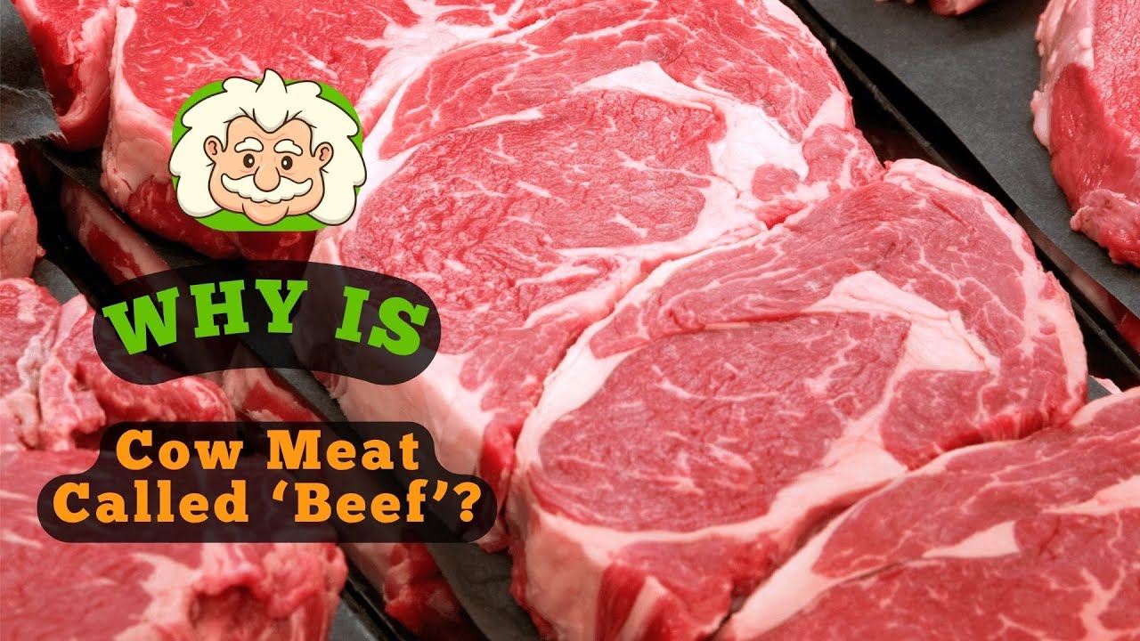 Why Is Cow Meat Called ‘Beef’? When Cows Go Fancy - YouTube