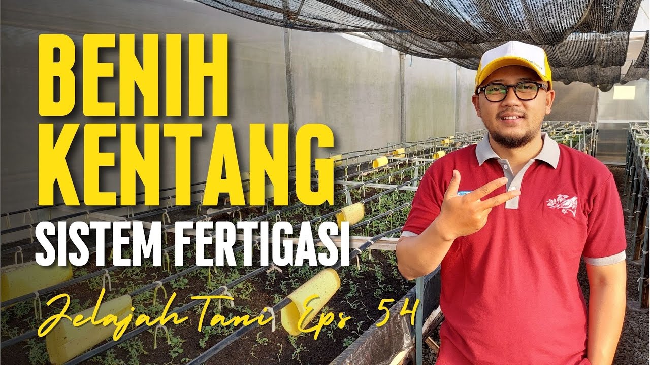 🥔🥔 BENIH KENTANG SISTEM FERTIGASI - Petani Millenial | JUNIWAN BADAI SAGARA - Jelajah Tani #54 ...