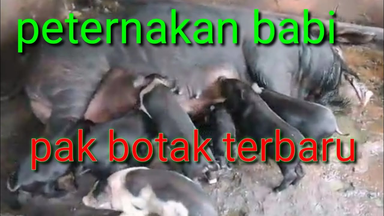 peternakan babi || pak botak sekarang.. - YouTube