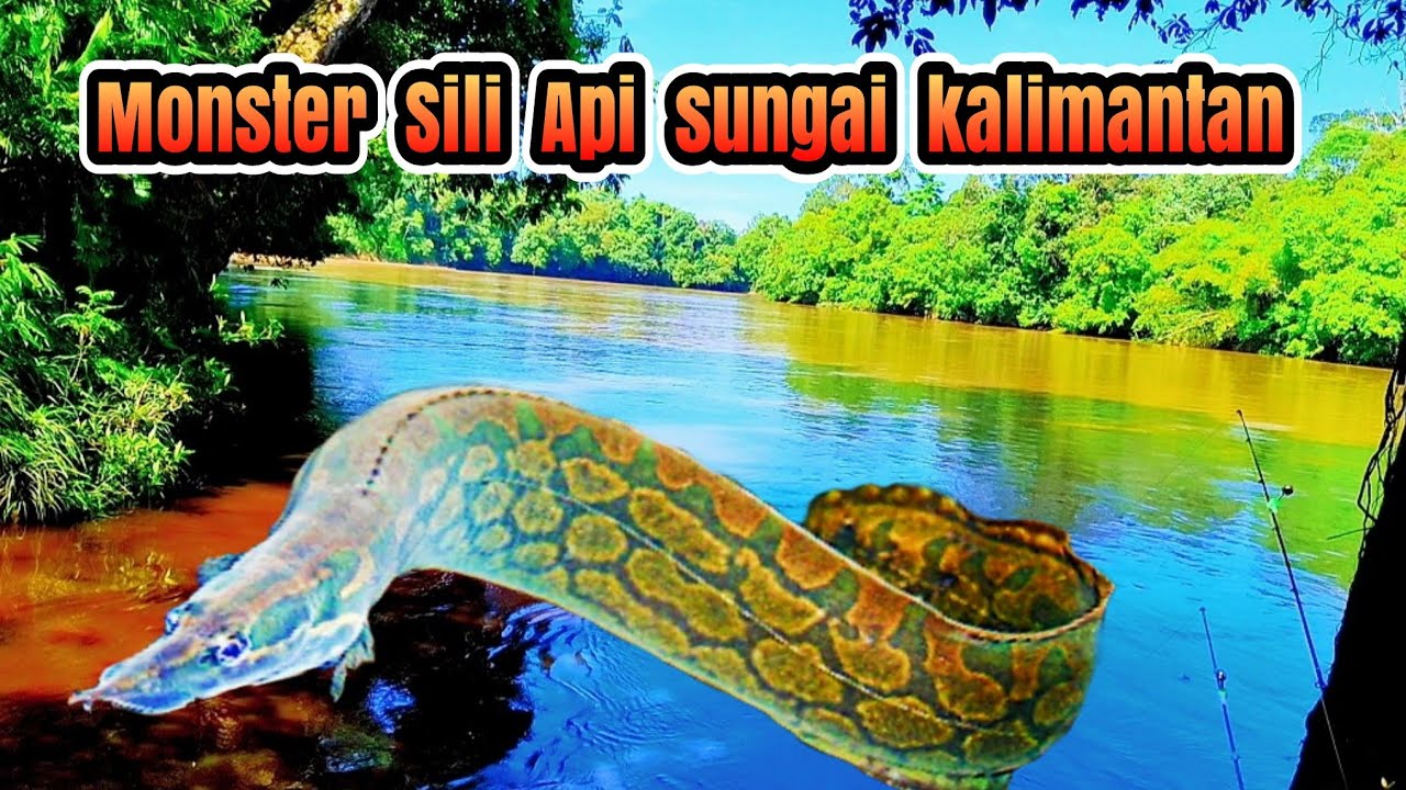 MANCING MANIA 2022, IKAN SILI API TERBESAR DI SUNGAI ARUT KALIMANTAN ...