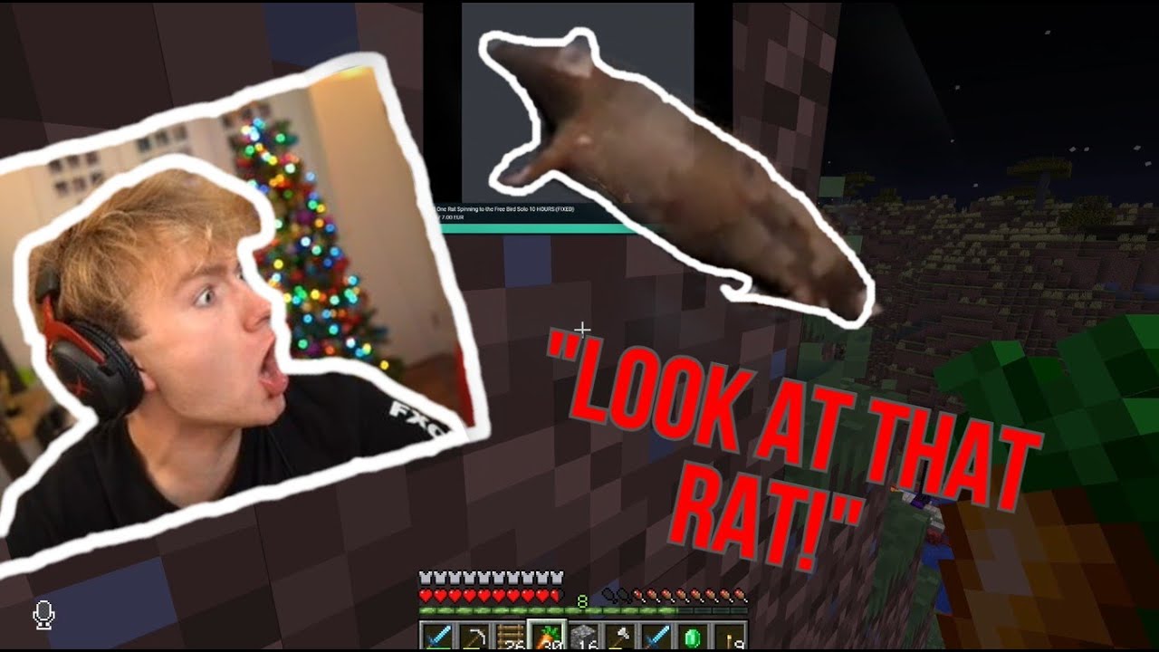 Tommy reacts to free bird rat - YouTube