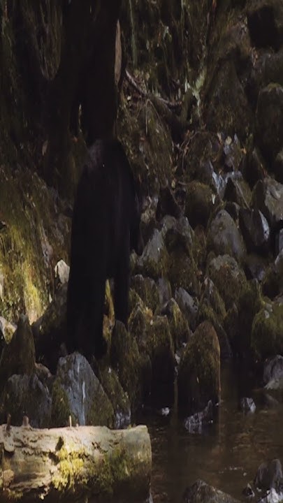 Why do bears hibernate? #shorts #trending #bear #animals #hibernate ...