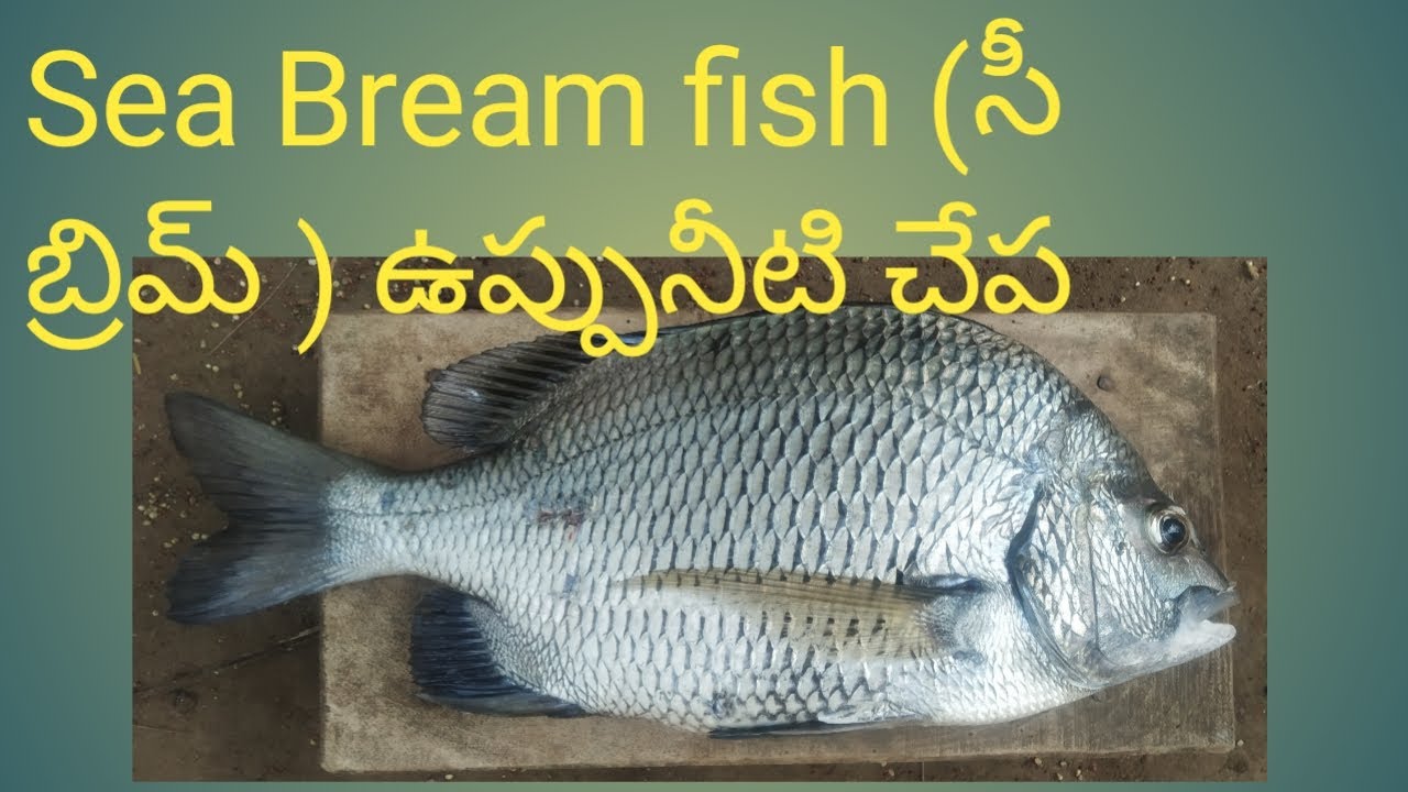 Sea Bream fish salt water fish - YouTube