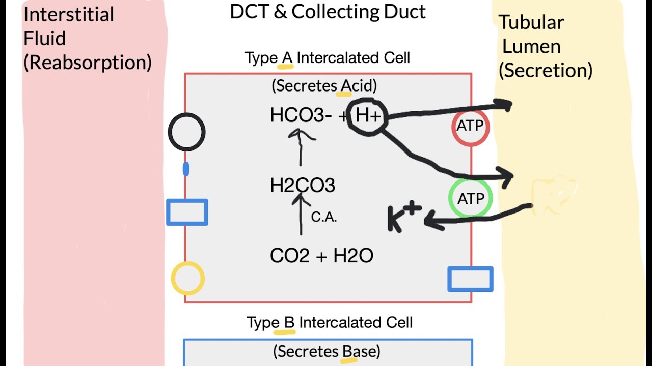 Acid Base Balance in The Kidney | Renal - YouTube