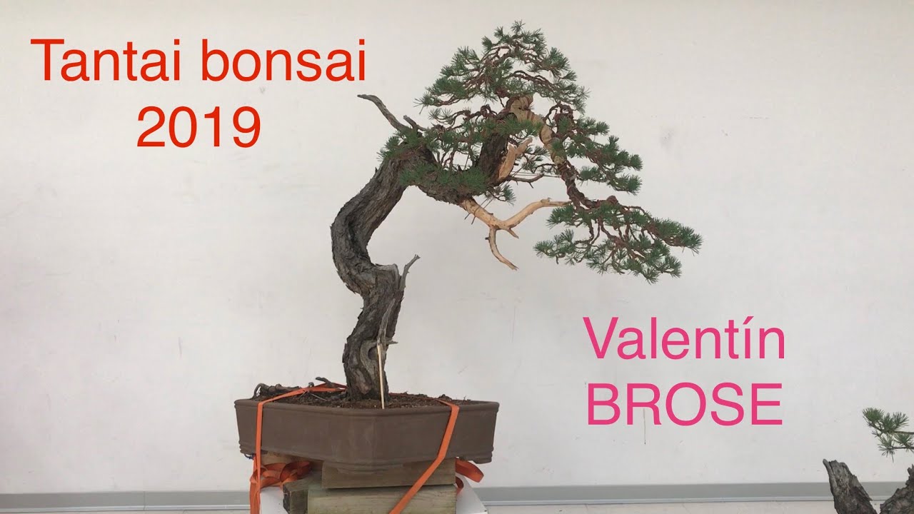 Tantai bonsai Araba 2019. Valentin BROSE. Trabajo sobre Pinus sylvestris. - YouTube