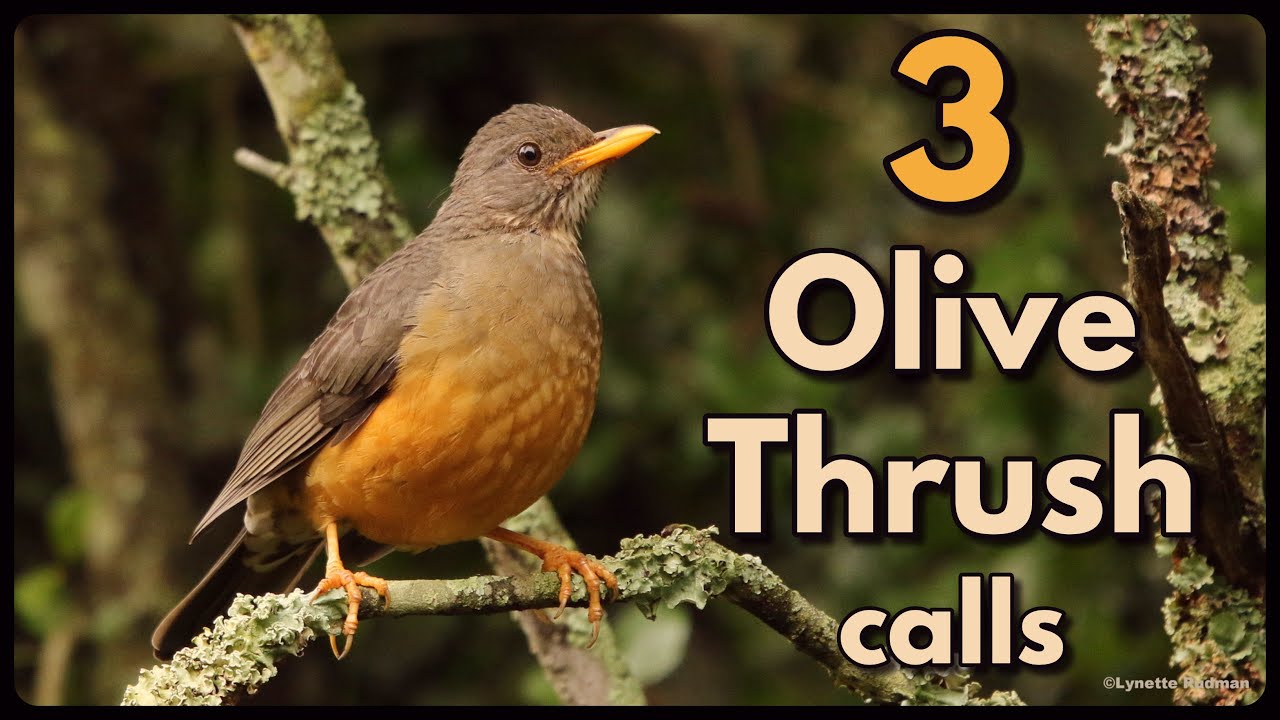 3 OLIVE THRUSH calls - YouTube