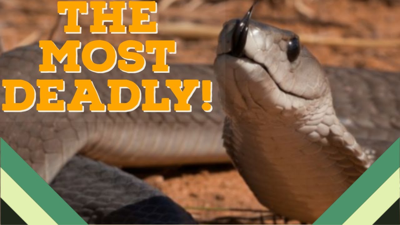The Deadliest South African Snake! - YouTube
