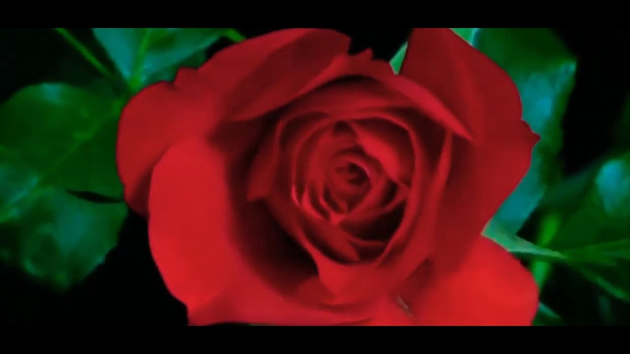 Flowers editing background - YouTube