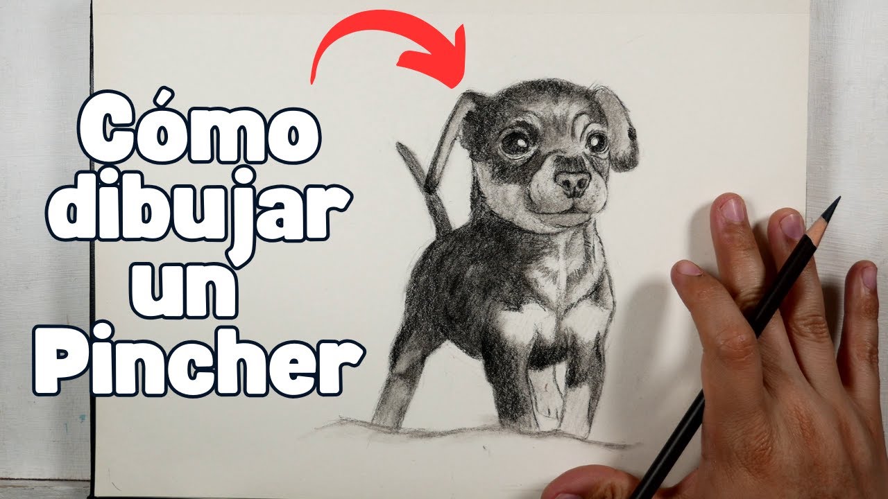 Cómo DIBUJAR un PERRO mini PINCHER a lápiz paso a paso - YouTube