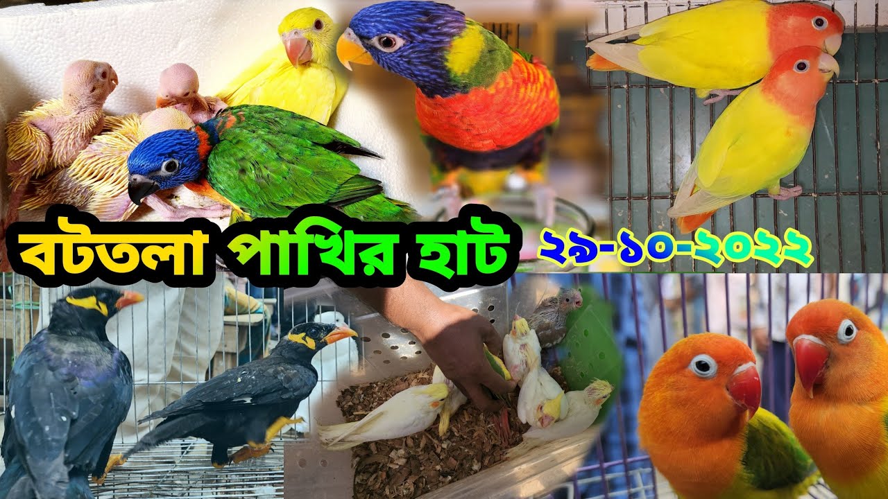 বটতলা পাখির হাট || কম দামে পাখি পাওয়া যায় || mirpur 13 Pakhi hat ...