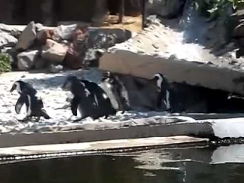 Penguenlerin Aşk oyunu