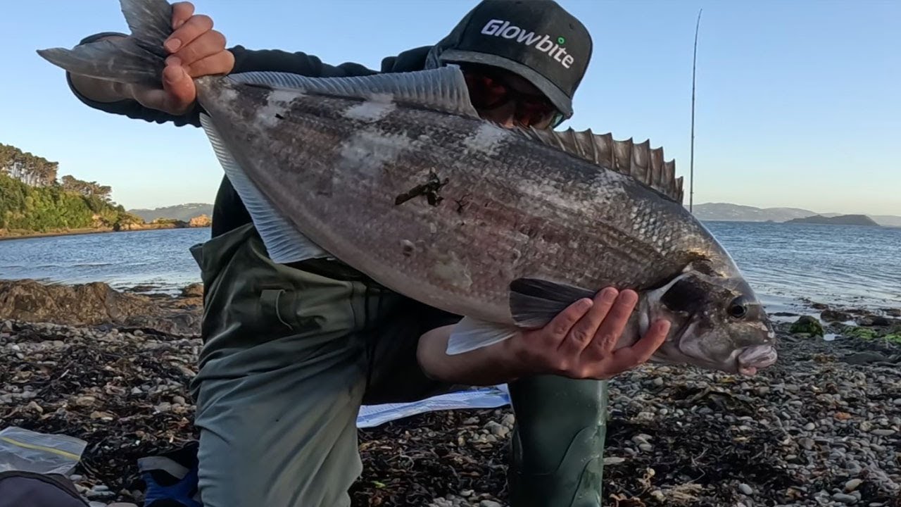 Wellington Harbor Blue Moki Redemption & Much More! - YouTube