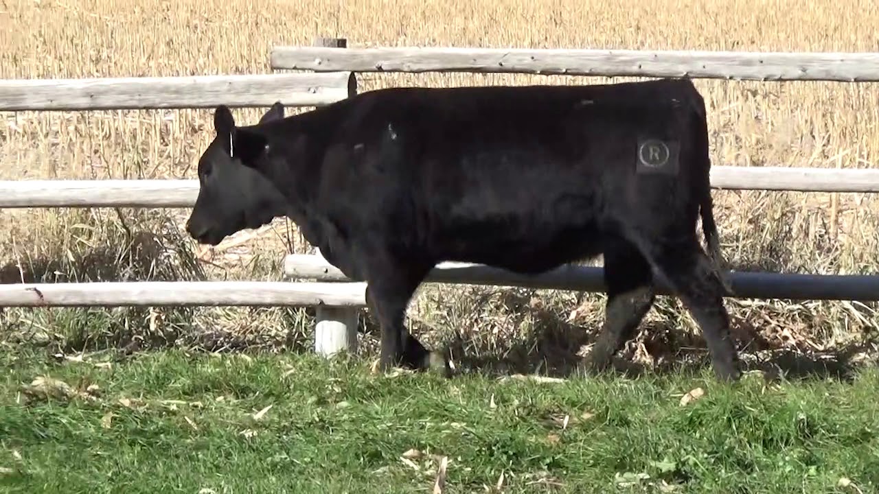 Spring Cove Ranch Lot 9 - YouTube