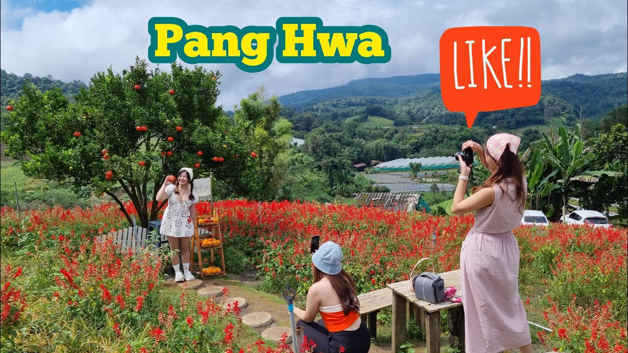 Pang Hwa orange farm and flower garden - tourist attraction in Mon Jam ...