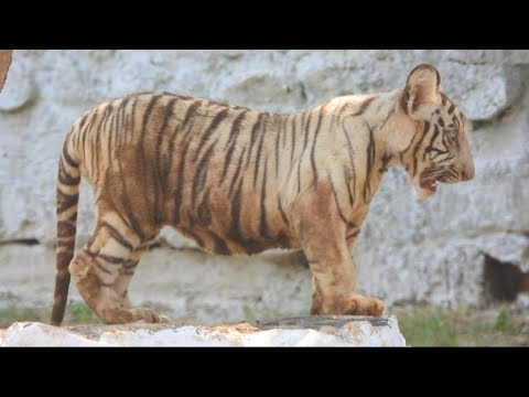 Two White Cubs | Zoological Park - YouTube