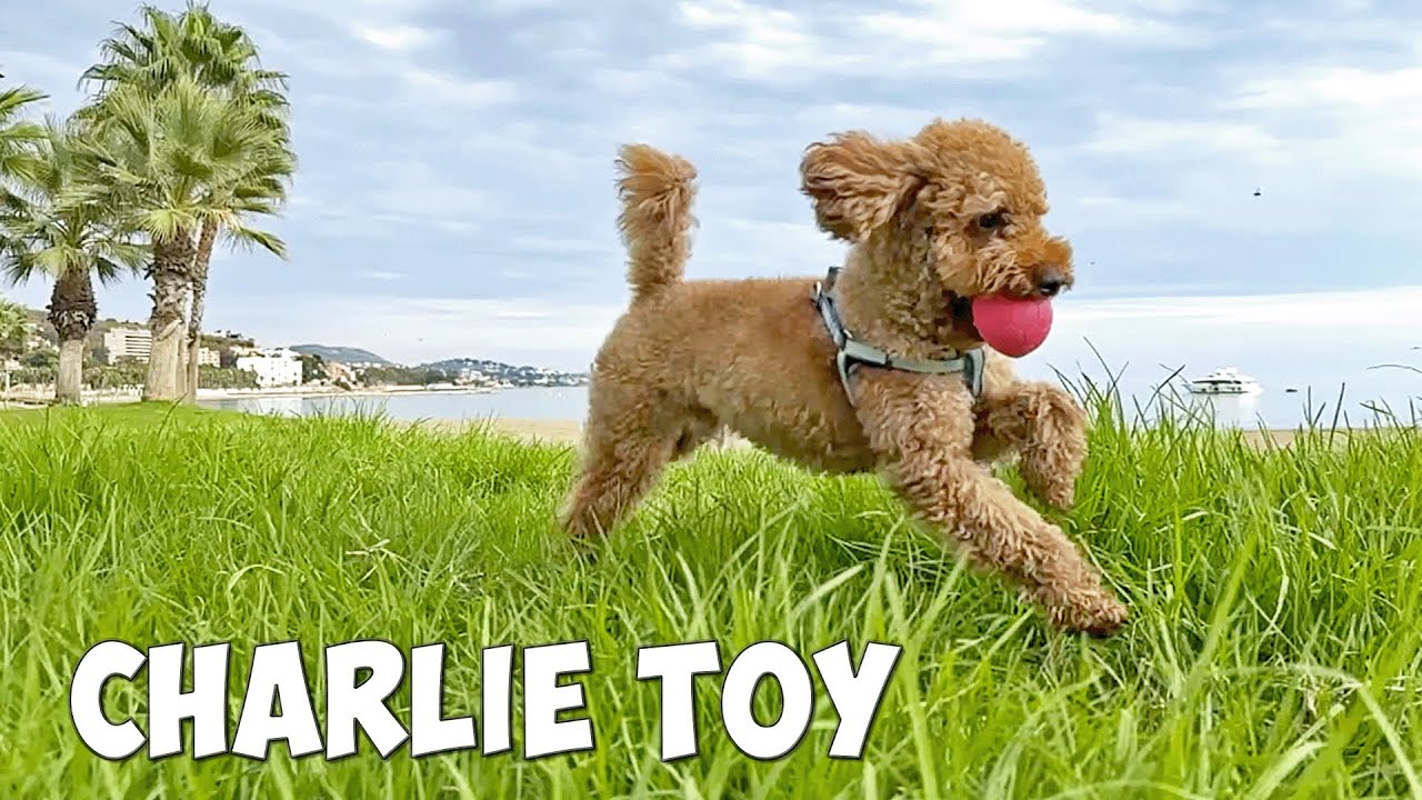 Charlie the Red Toy Poodle Has a Blast Chasing His Ball in the Grass ...
