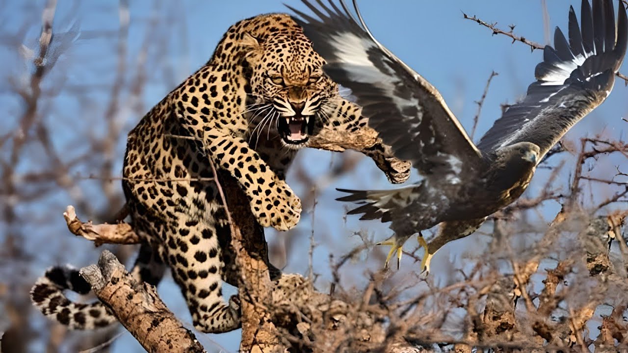 Leopard Vs Hawk ! Unbelievable Leopard Hunting Hawk In Tree | Wild Animals 55 - YouTube