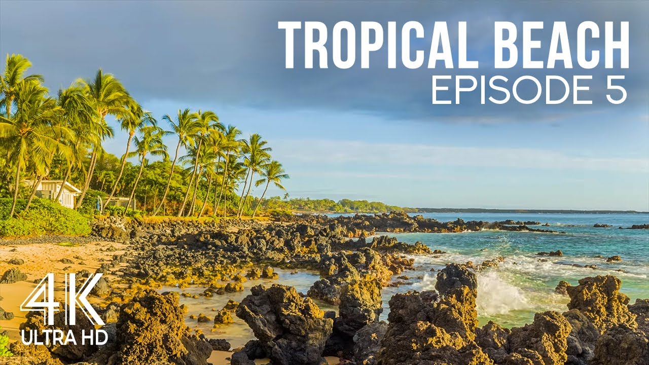 Ocean Waves Crashing Soundscape & Birds Chirping - 4K Wild Tropical ...