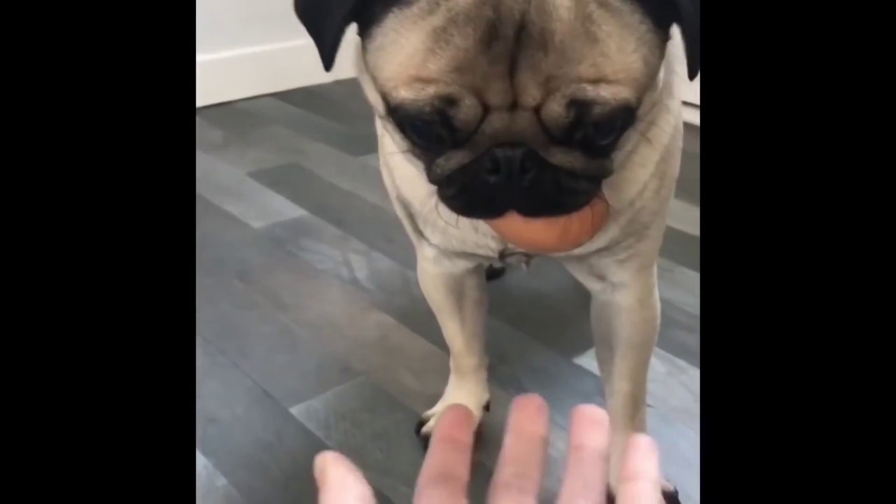 Pug&egg - YouTube