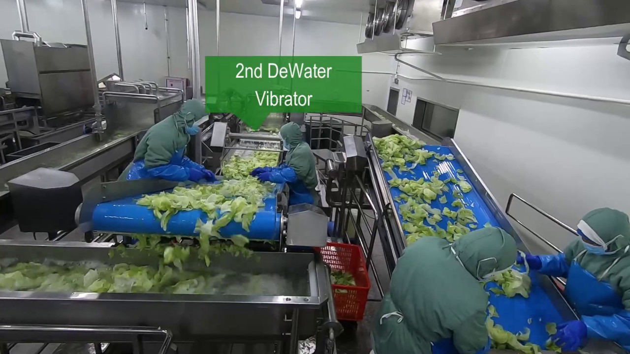 Leafy vegetable processing line for new Beijing Intl Airport - YouTube