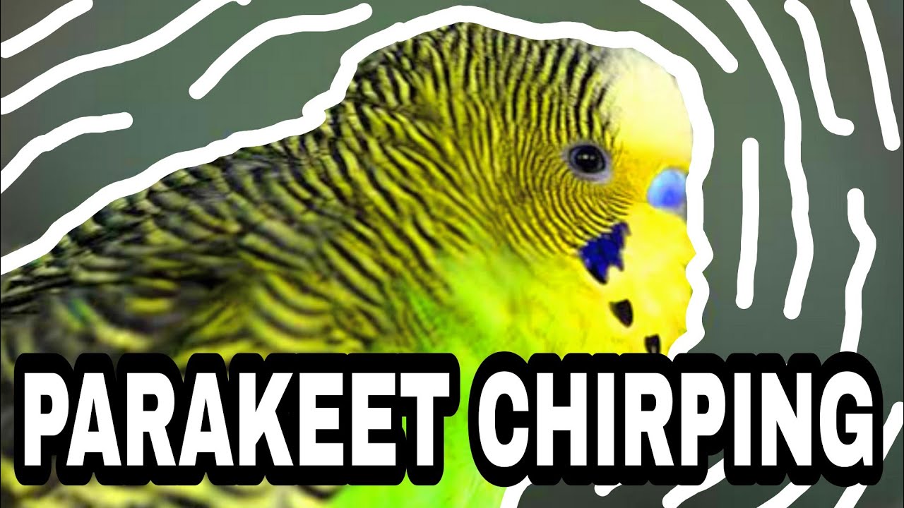 PARAKEET CHIRPING SOUNDS - YouTube