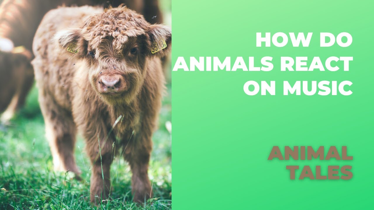 How do animals react on music - YouTube