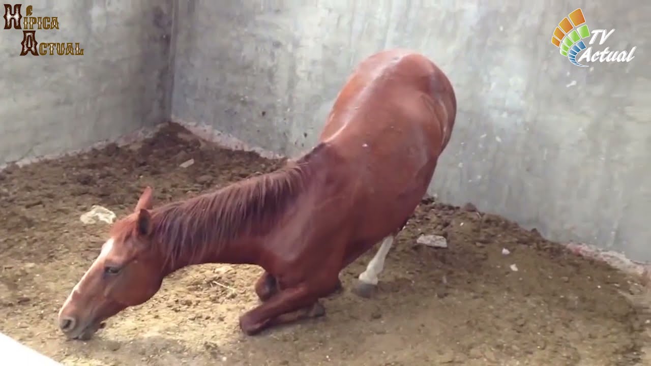 Cólico Equino - YouTube