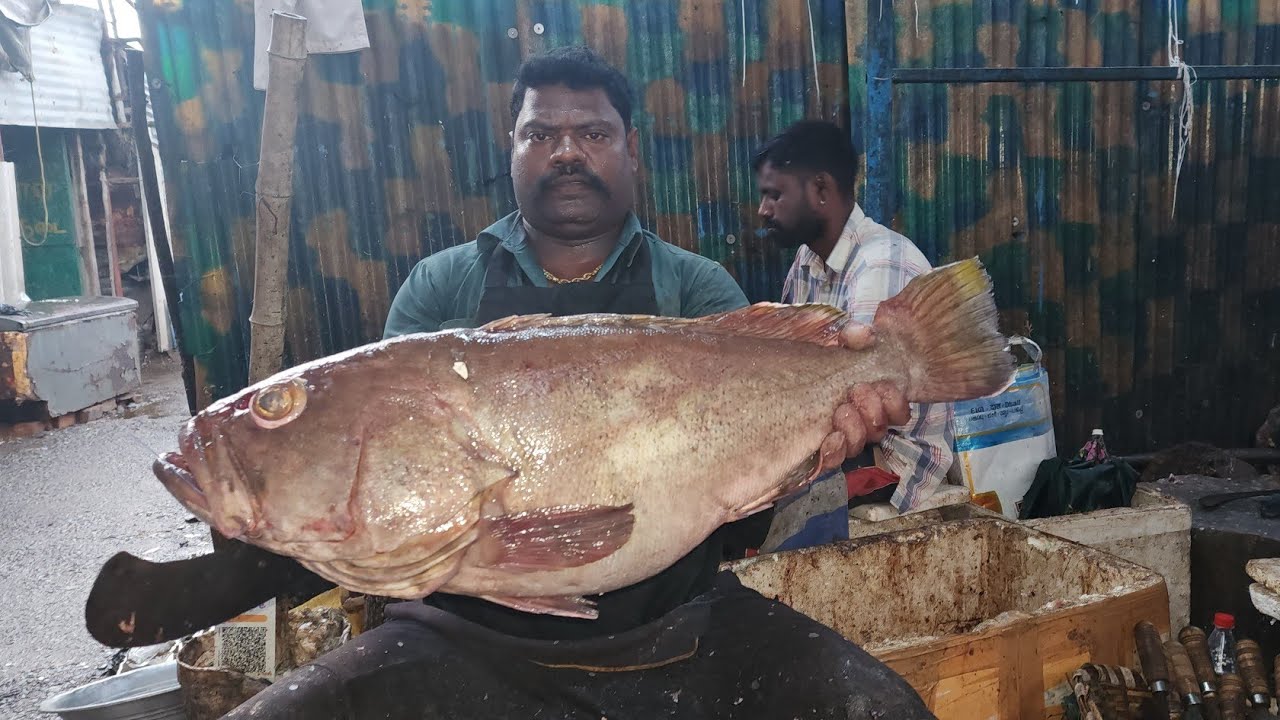 selvam fish cutting kalavan fish cutting - YouTube